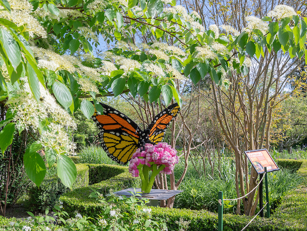 Tuesdays in the Garden - Butterfly Hunt | Newport Mansions