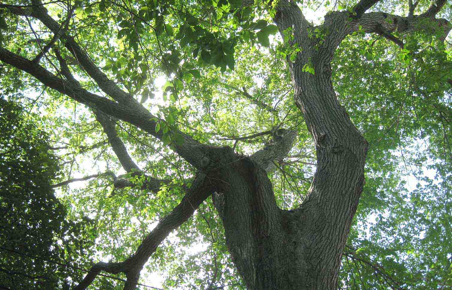 Tree Walk at Kingscote | Newport Mansions